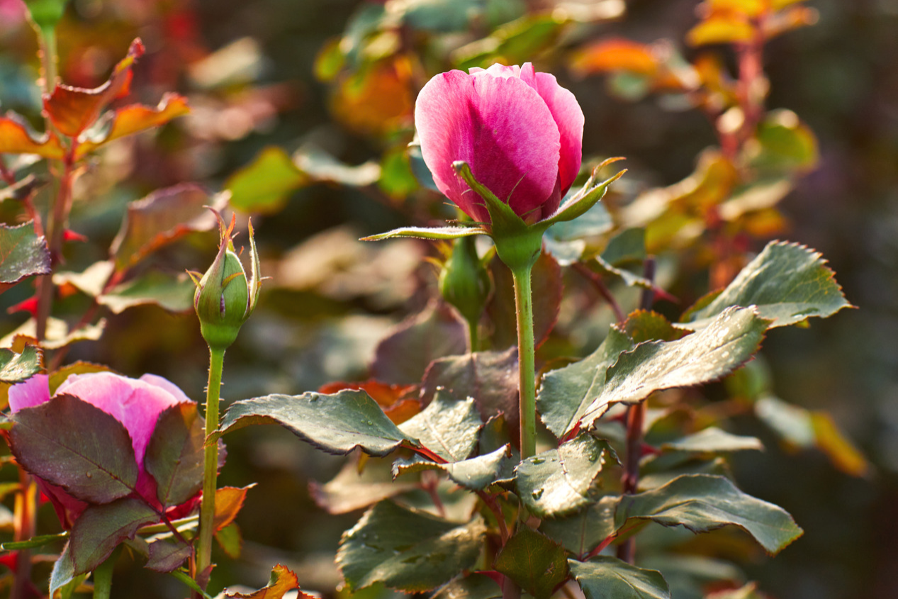 Preparing for the Autumn Flush: A simple feeding and spraying routine ...