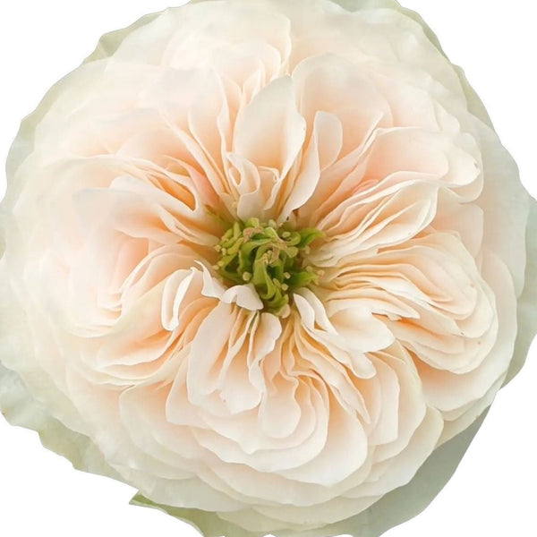 Grace Rose Farm (Rose Bushes)