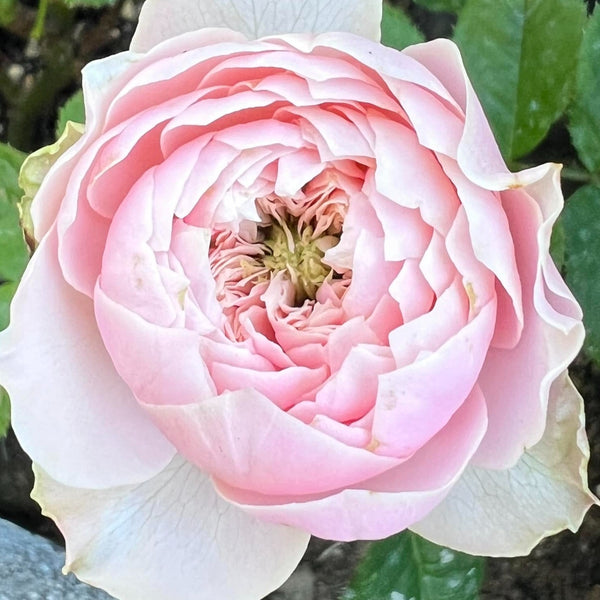 Grace Rose Farm (Rose Bushes)