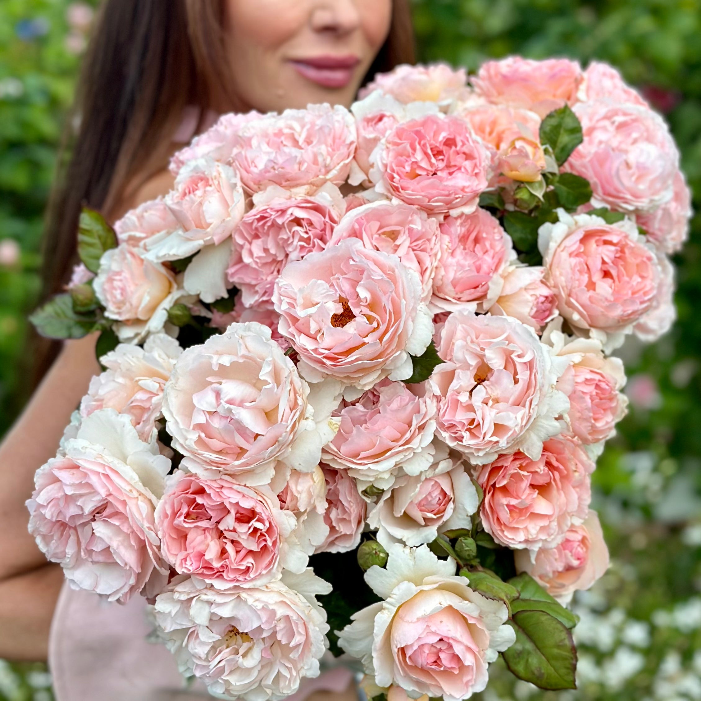 Princess Charlene de Monaco® Bundle – Grace Rose Farm (Rose Bushes)